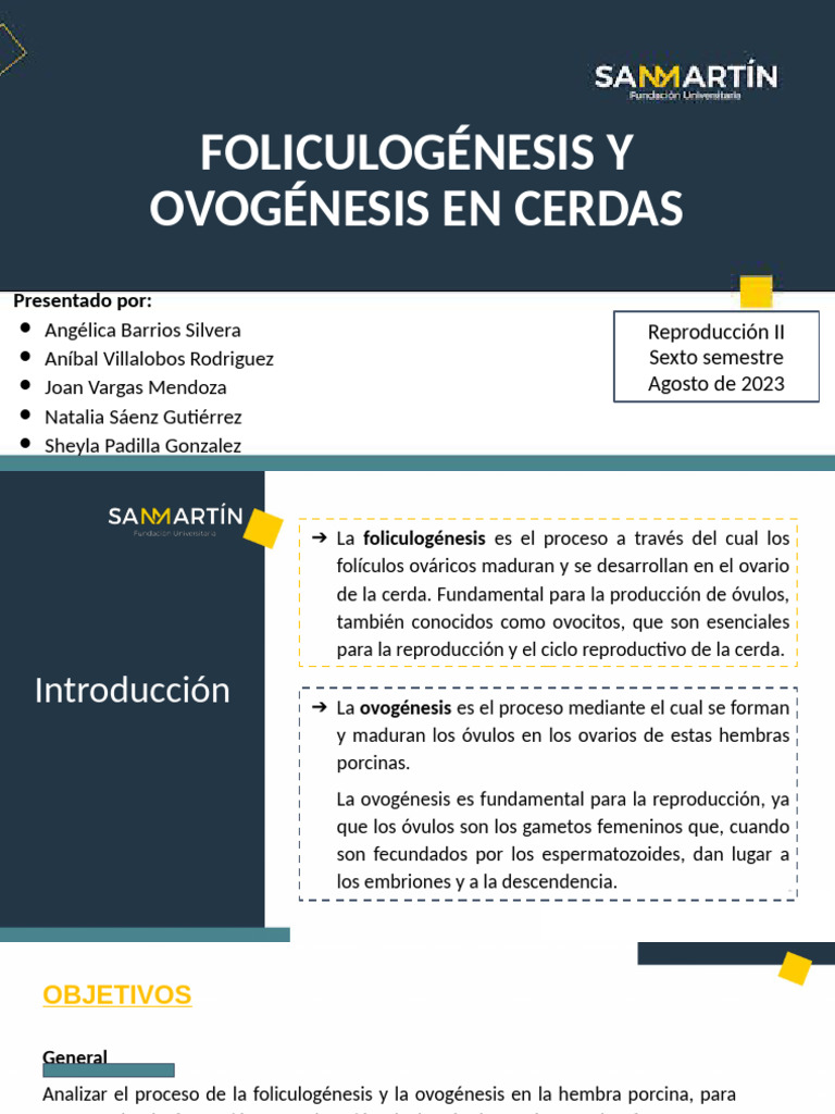 Foliculogénesis y Ovogénesis en Cerdas | PDF | Ovario | Mitosis