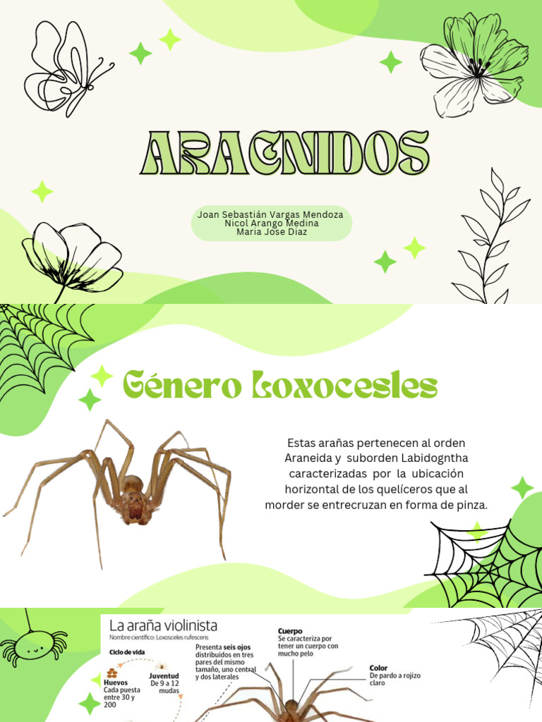 Arañas peligrosas: Loxosceles y Latrodectus | PDF | Medicina CLINICA ...