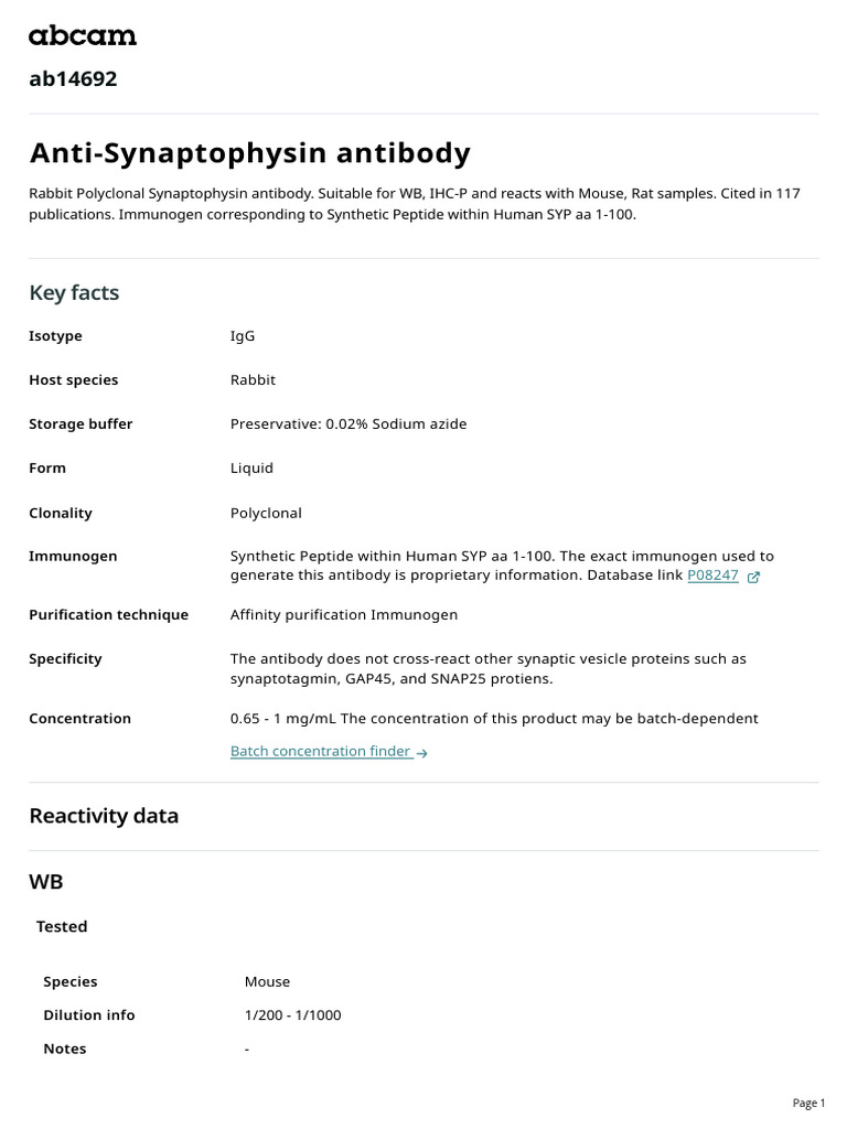 Synaptophysin Antibody Ab14692 | PDF | Immunohistochemistry | Synapse