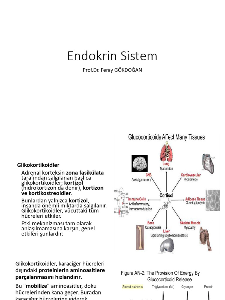 Endokrin 3. Slayt | PDF