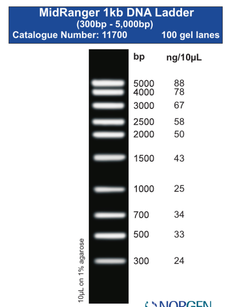 11700-MidRanger-1kb-DNA-Ladder | PDF | Agarose Gel Electrophoresis | Gel Electrophoresis