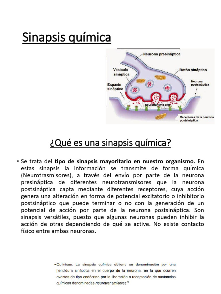 Sinapsis química: Funcionamiento y terminación | PDF | Sinapsis ...