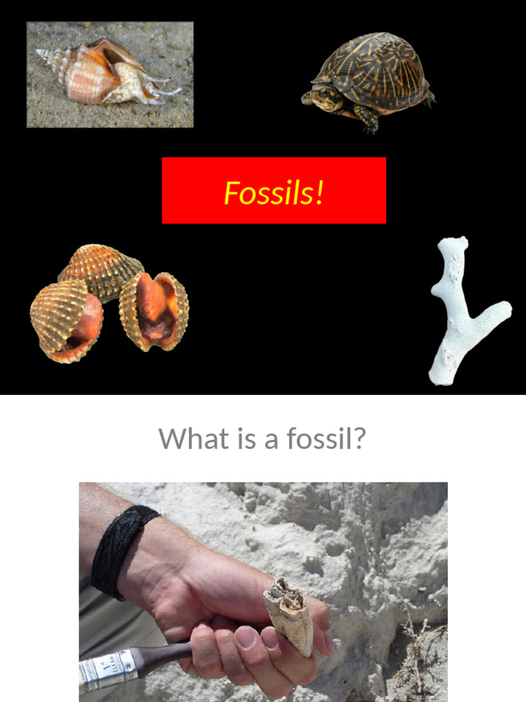 Isabella Gomez Moreno - Fossils Lab Student Version | PDF | Fossil | Sharks