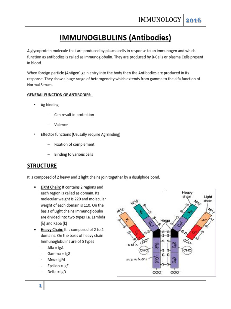 Antibodies Immunology | PDF | Antibody | Immunoglobulin G