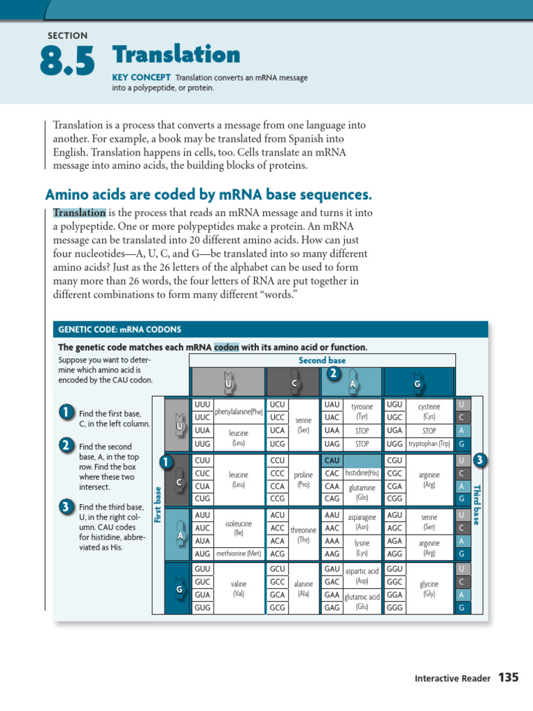 Kami Export - Interactive Reader 8.5 Translation Student Version | PDF ...