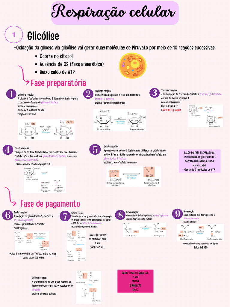 Glicólise Resumo | PDF