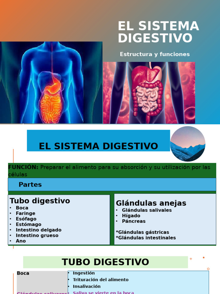 4. El Sistema Digestivo | PDF | Digestión | Sistema digestivo humano