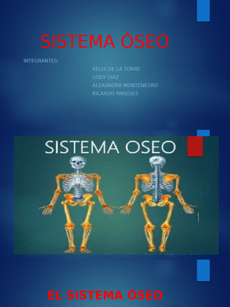 Guía Completa del Sistema Óseo | PDF | Hueso | Esqueleto