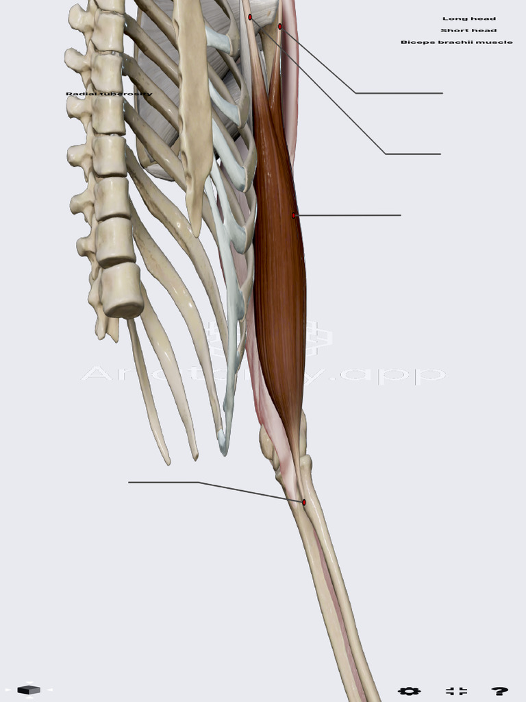 Biceps Brachii Encyclopedia Anatomy.app Learn Anatomy 3D Models, Articles, And Quizzes | PDF ...