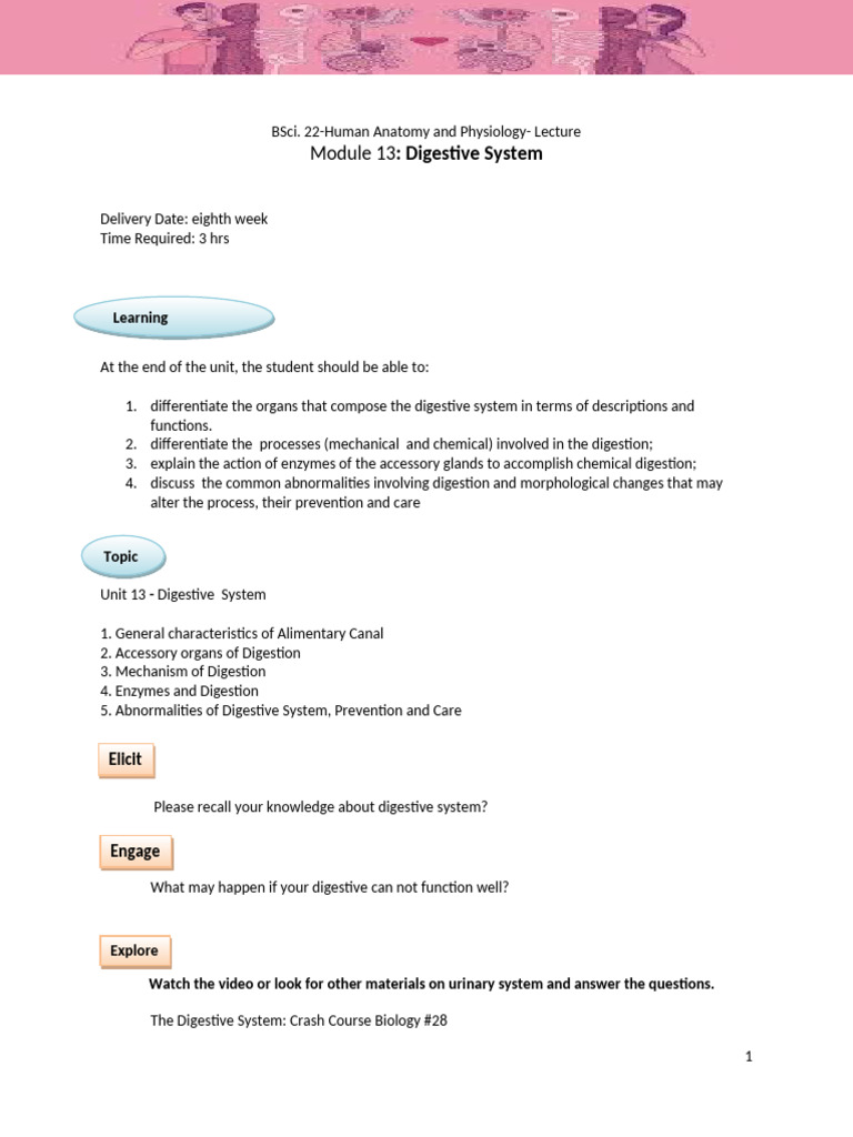 Anatomy_lec_module_13 | PDF | Human Digestive System | Anatomy