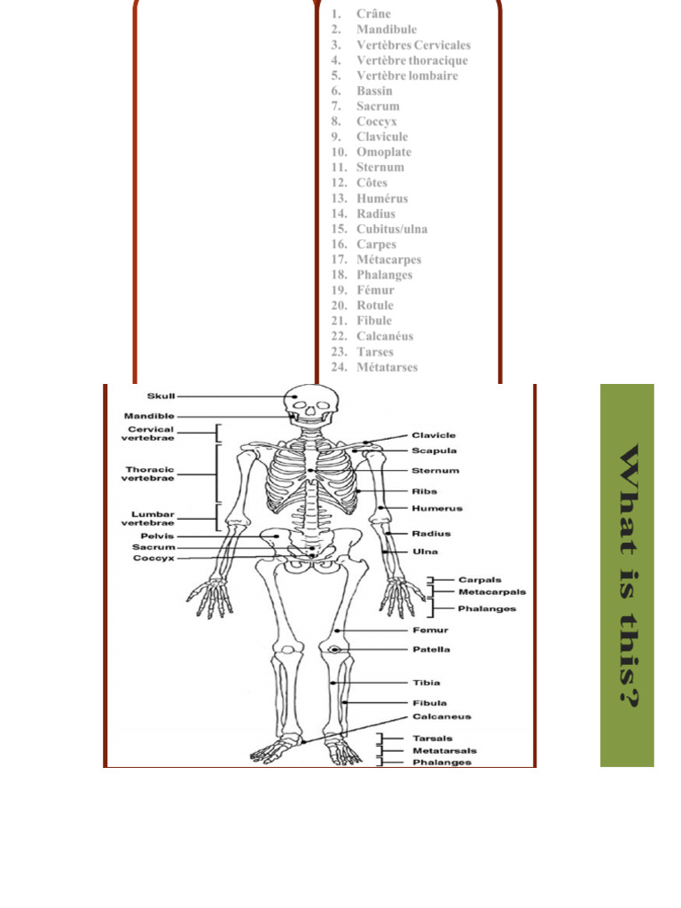 Topic Skeletal System Med 2 | PDF | Skeleton | Bone