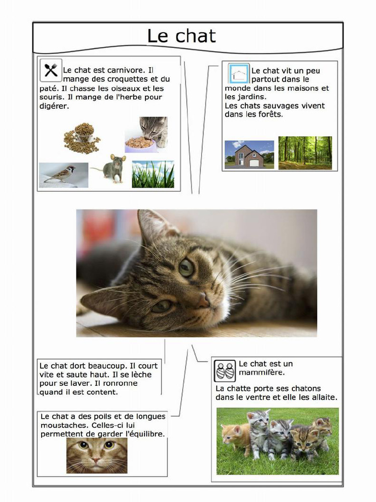 Le Chat | PDF