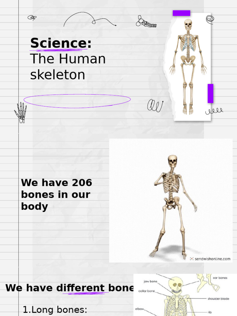 The Human Skeleton | PDF