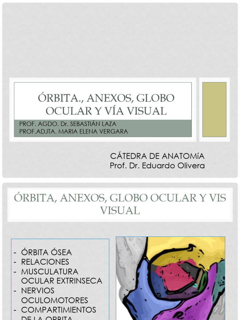 Anatomía de la Órbita y Vía Visual | PDF | Anatomía | Anatomía humana