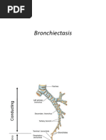 BTS Bronchiectasis Guideline Summary | PDF | Pulmonology | Respiratory ...