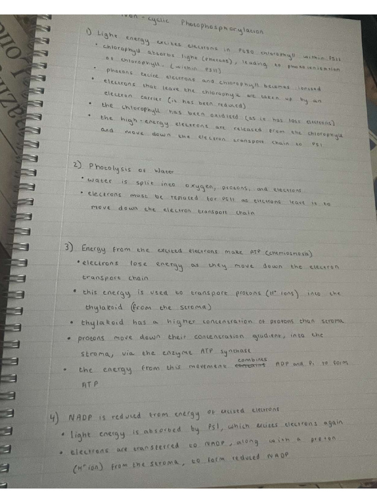 Note 2 - Photosynthesis | PDF