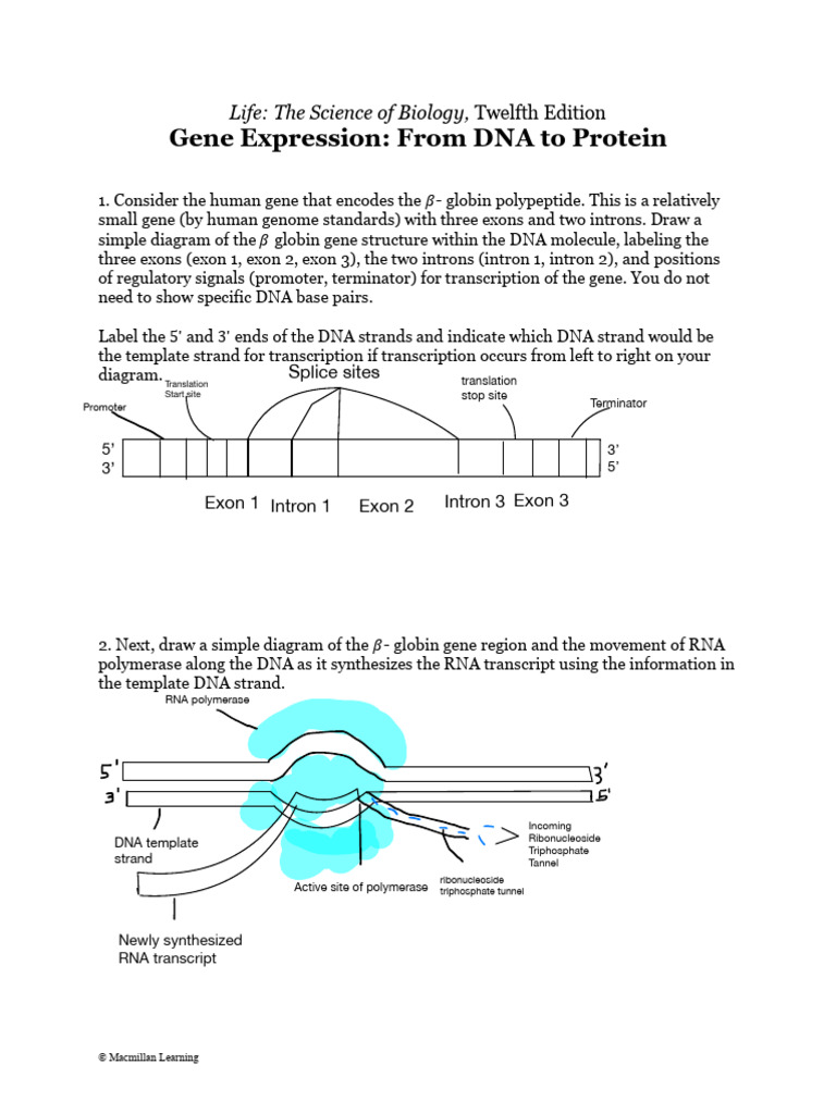 Bio Homework Feb 10 2024 | PDF | Gene | Genetic Code
