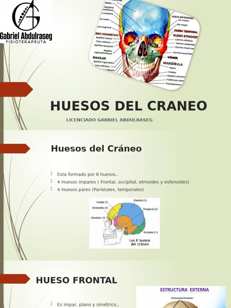 Anatomía de los Huesos Craneales y Faciales | PDF | Cráneo | Sistema ...