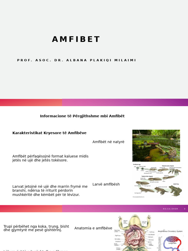 Amfibet Dhe Zvarraniket | PDF
