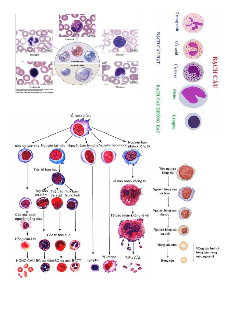In Màu SL Máu DTT | PDF