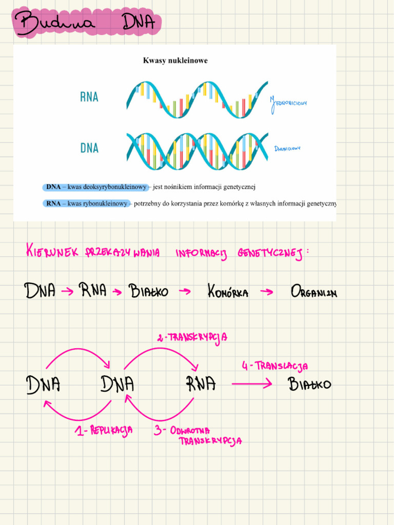 Biologia Molekularna Streszczenie 2 | PDF