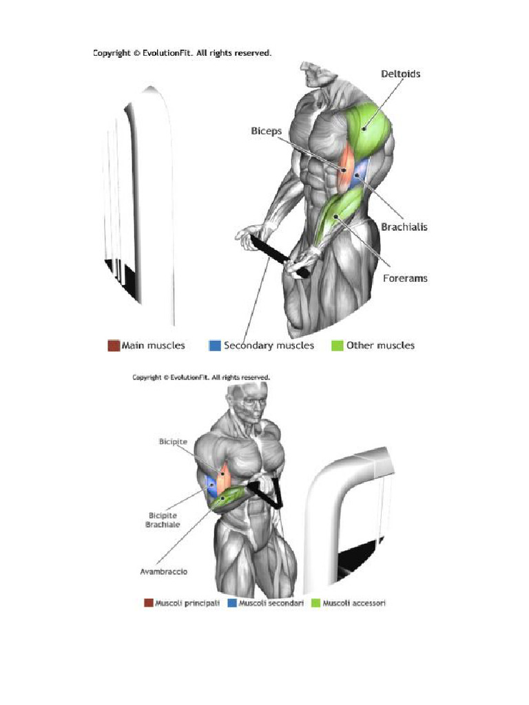 Rutina Biceps | PDF