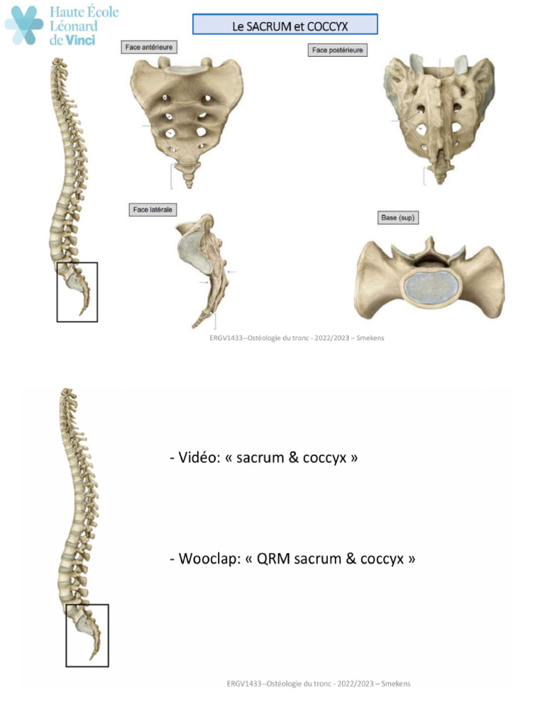 Le Sacrum | PDF