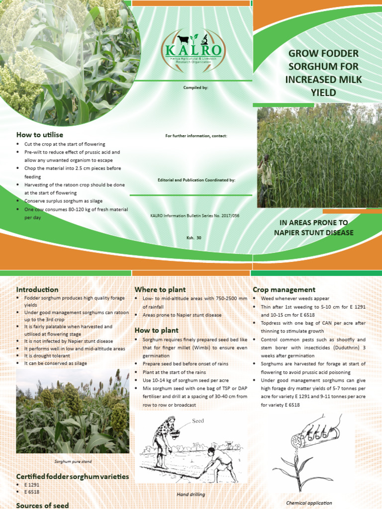 Grow Fodder Sorghum For Increased Milk Dec2020 | PDF
