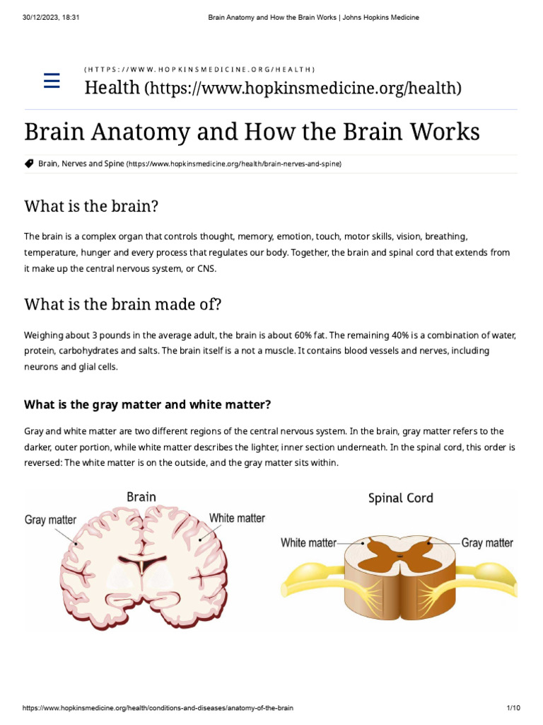 Brain Anatomy and How The Brain Works - Johns Hopkins Medicine | PDF ...
