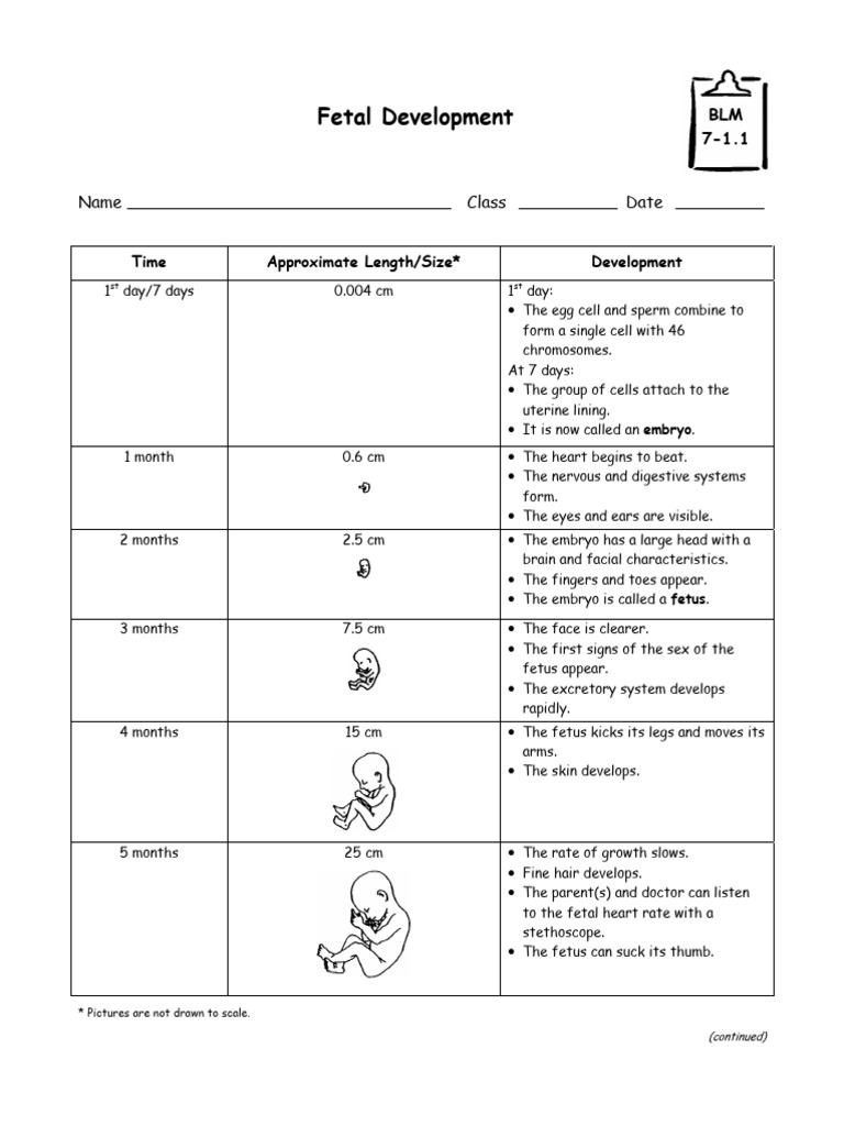 Fetal_Development (1) | PDF | Fetus | Prenatal Development