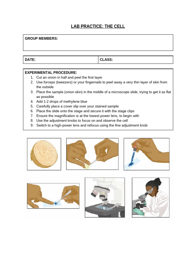 Onion Cell Microscopy Lab Guide | PDF