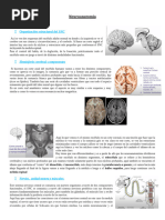 Anatomía del Tectum y Tegmentum | PDF | Anatomía | Cerebro
