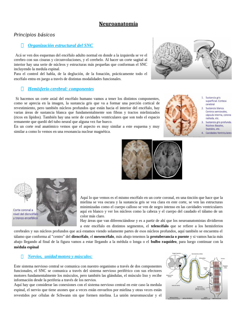 Clase 1. - Neuroanatomia | PDF | Sistema nervioso | Cerebro
