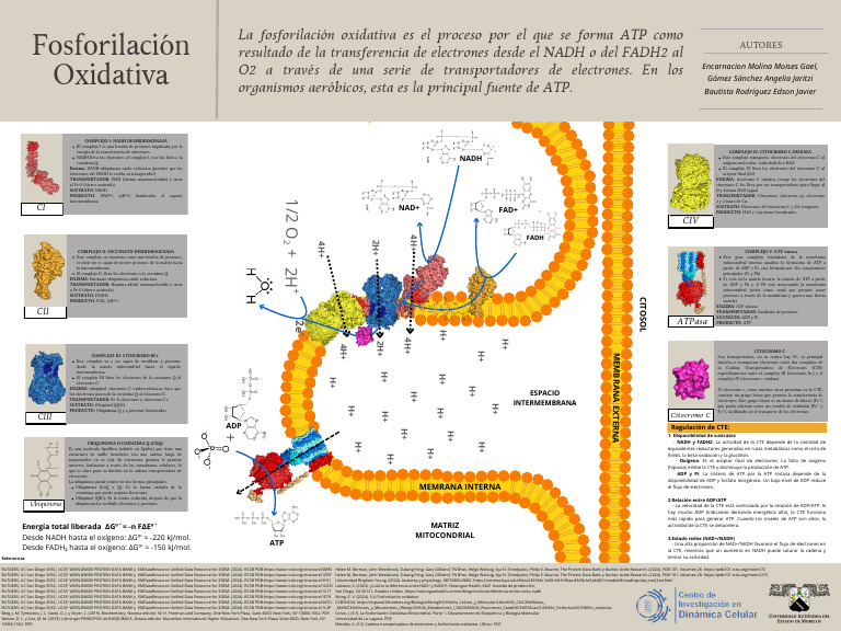 Cadena Transportadora de e | PDF | Trifosfato de adenosina | Cadena de transporte de electrones