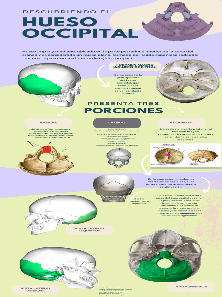 Infografía Occipital | PDF | Anatomía de los primates | Sistema ...