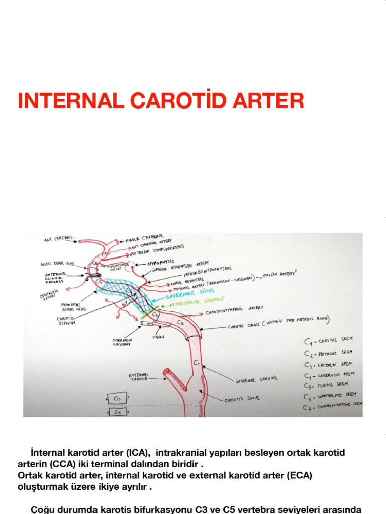 Internal Carot D Arter | PDF