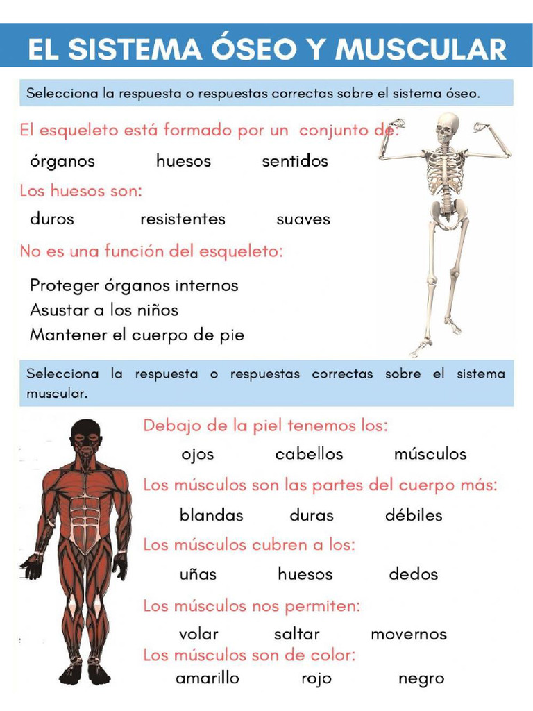 Sistema Óseo Muscular | PDF
