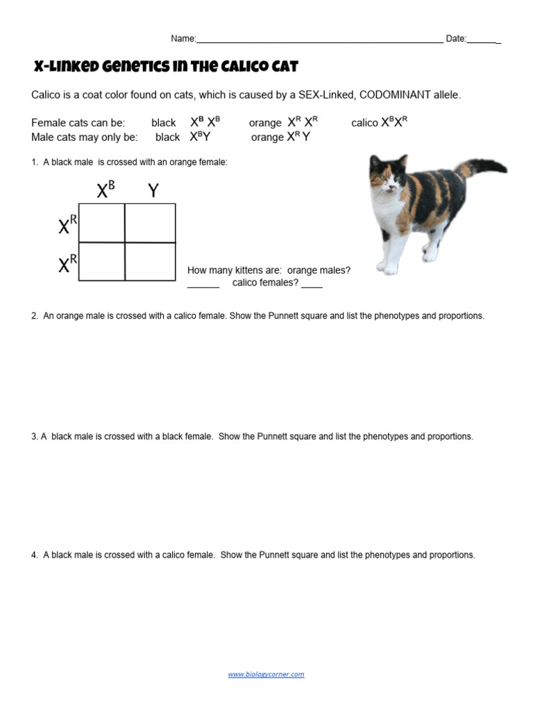 Genetics of Calico Cats Explained | PDF