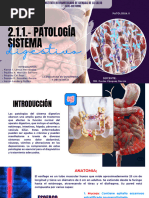 Anatomia, Irrigacion, Inervación Del Esofago y Estomago | PDF ...
