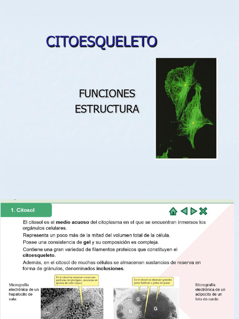 Estructura y Funciones del Citoesqueleto | PDF | Microtúbulos ...