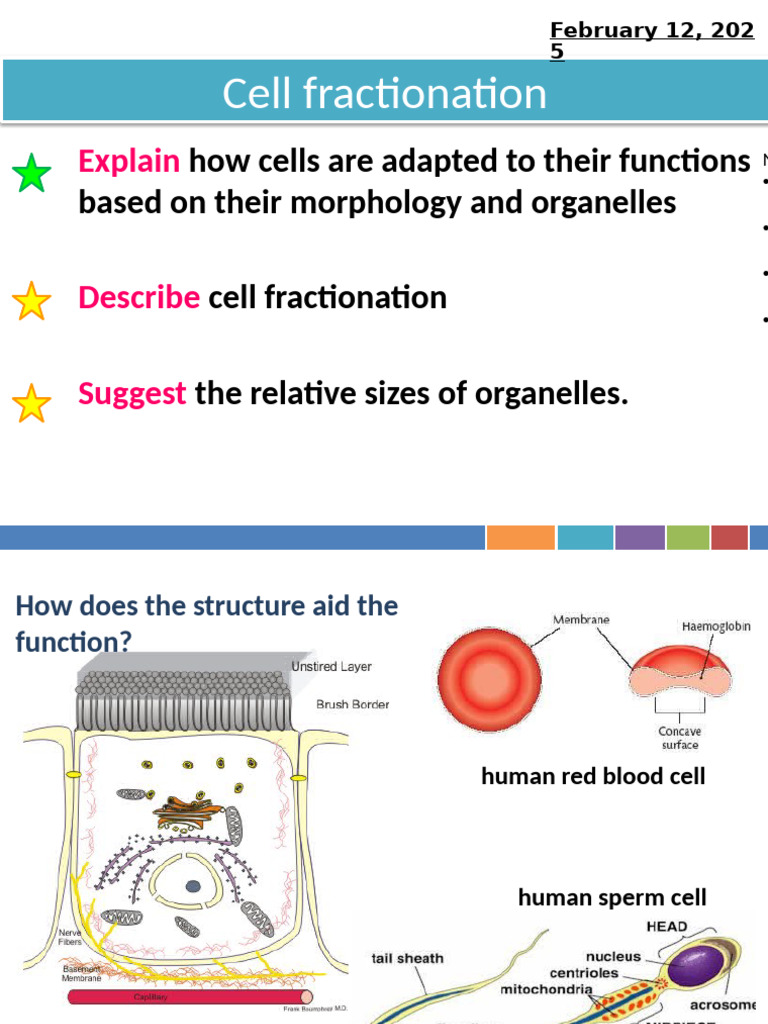 Lesson_3_-_JME_Specialised_Cells_and_Cell_Fractionation_Virus_as_HW (2) | PDF | Centrifugation ...