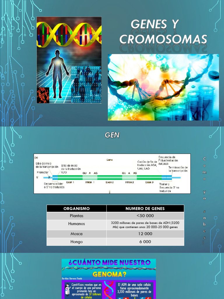 Genes y Cromosomas: Estructura y Función | PDF | Gene | Biología Celular
