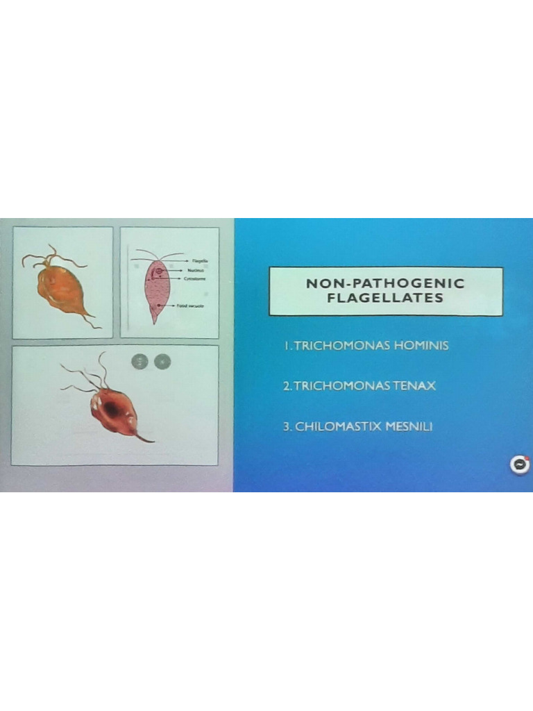 Non - Pathogenic Flagellates | PDF