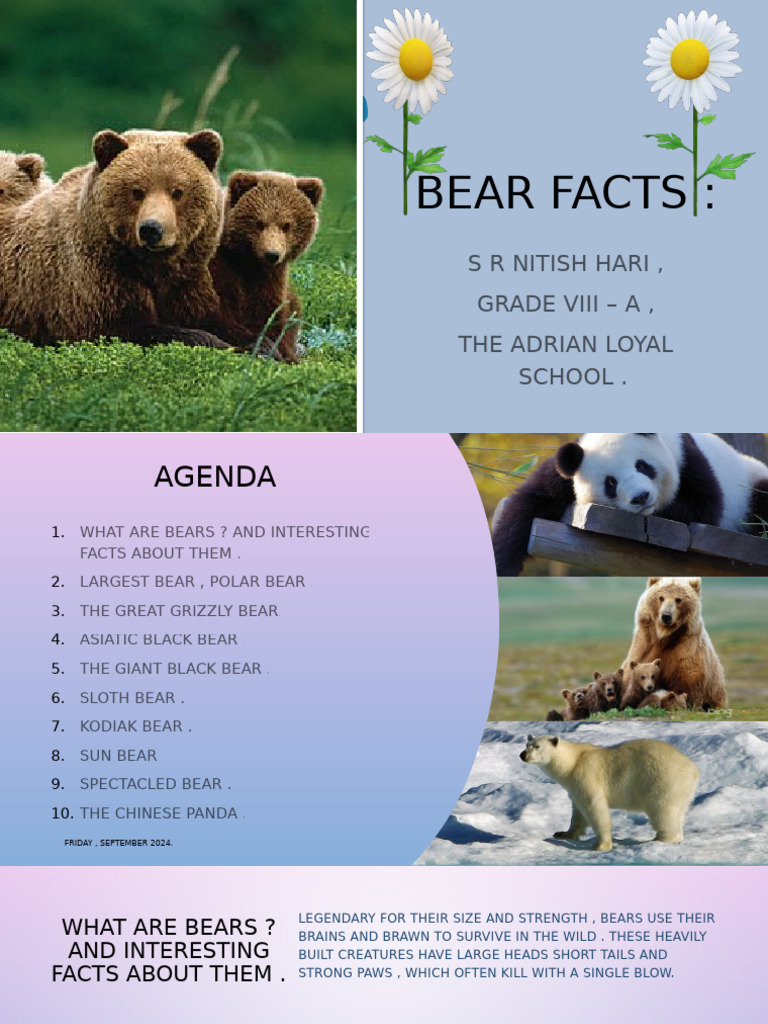 Bear Facts | PDF | Bears | Zoology