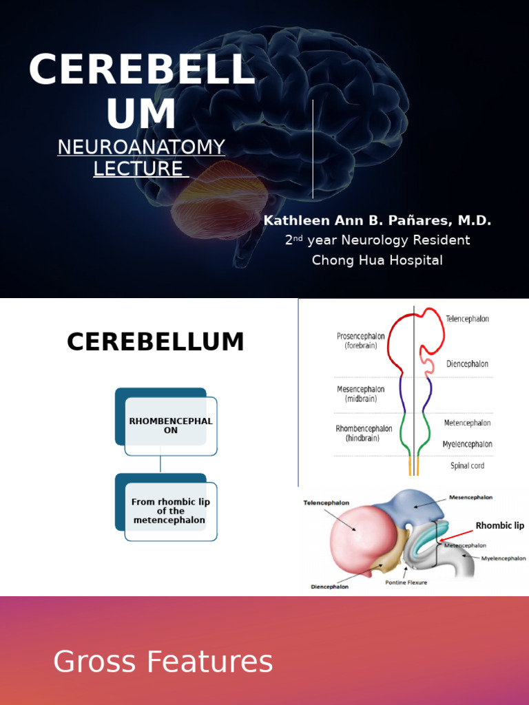 Cerebellum Neuroanatomy Overview | PDF | Cerebellum | Human Anatomy