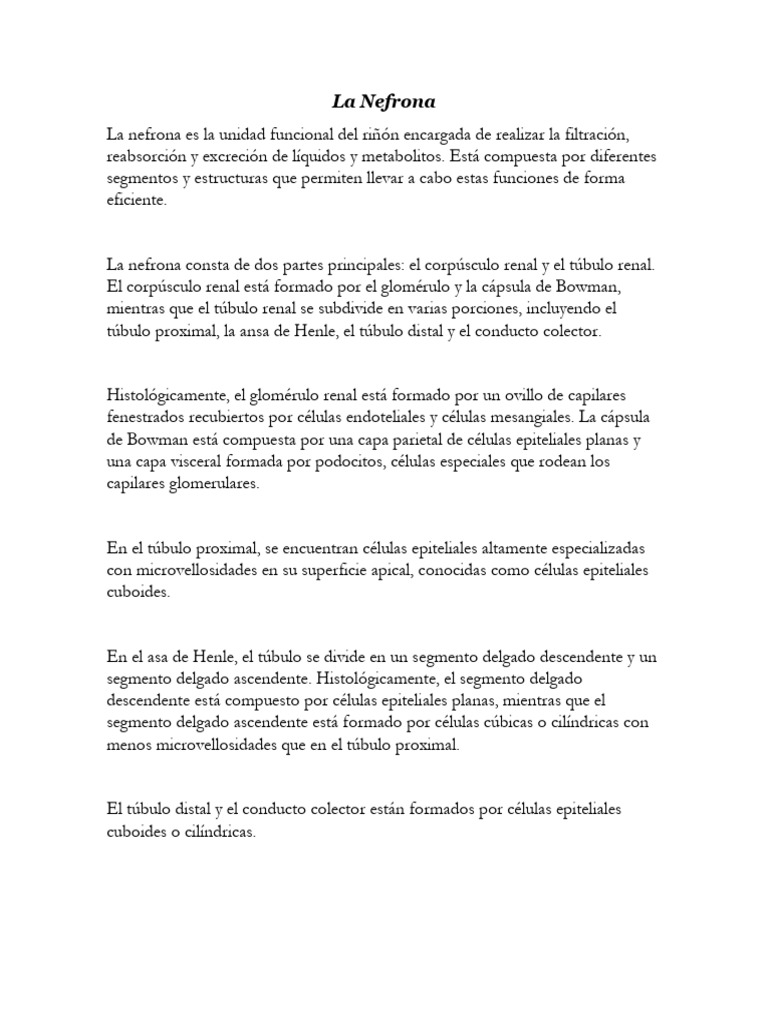 Funciones y Estructura de la Nefrona | PDF | Riñón | Sistema urinario