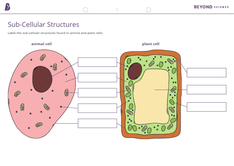 Animal and Plant Cells Labelling Worksheet | PDF