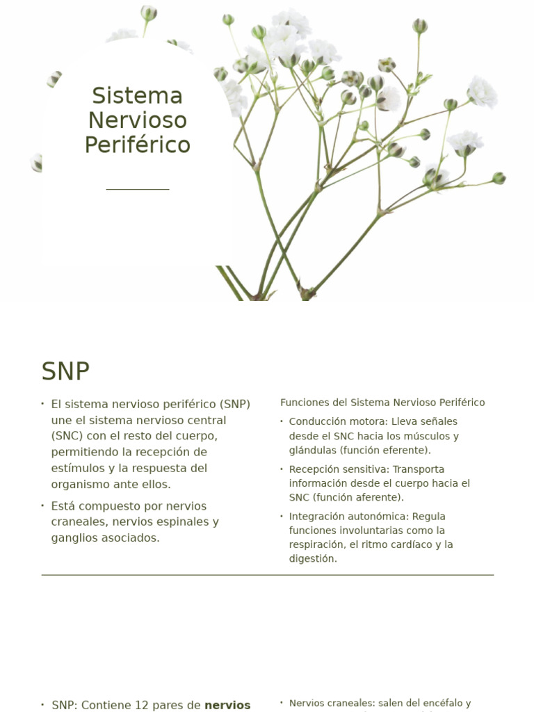Funciones y Estructura del SNP | PDF | Nervio | Cabeza y cuello humanos