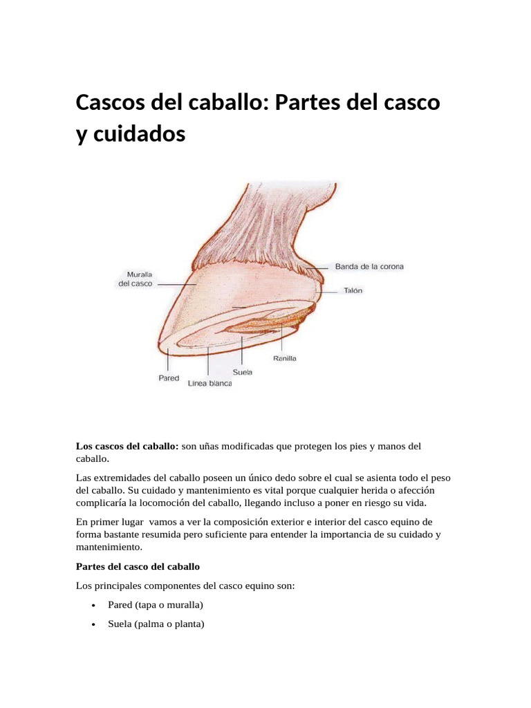 Anatomía y cuidado del casco equino | PDF | Caballos | Vena