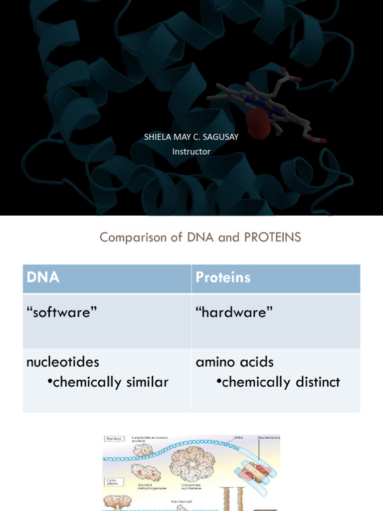 Lesson 2 Sys102 Proteins Pcr Databases | PDF | Amino Acid | Molecular ...